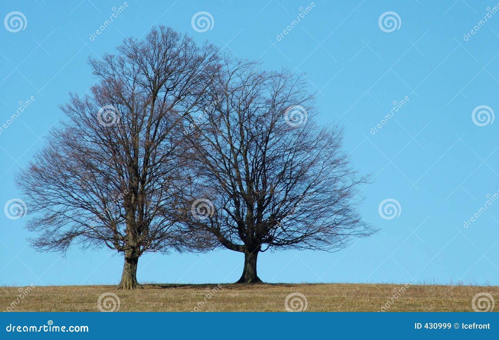 Trees stock image. Image of blue, grass, september, tree - 430999