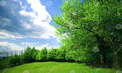 Trees stock image. Image of clouds, tree, green, noon - 5535095