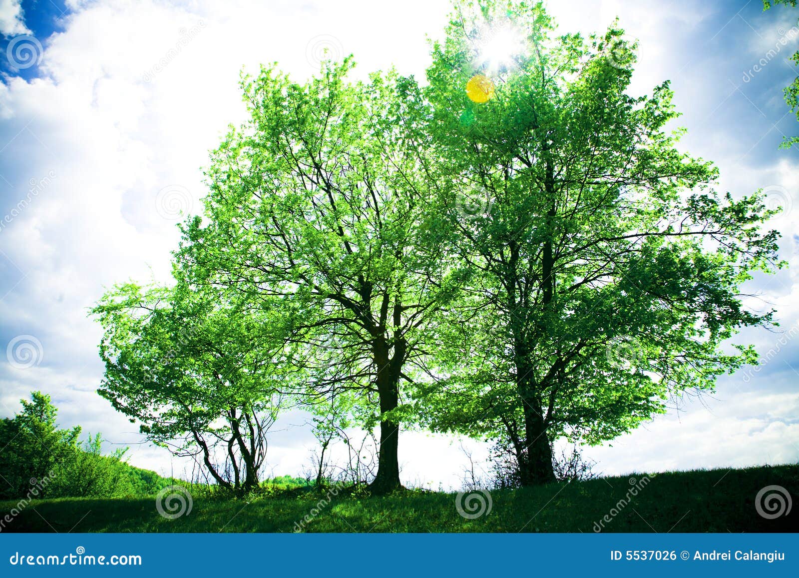 Trees stock photo. Image of foliage, outdoors, sunny, tree - 5537026