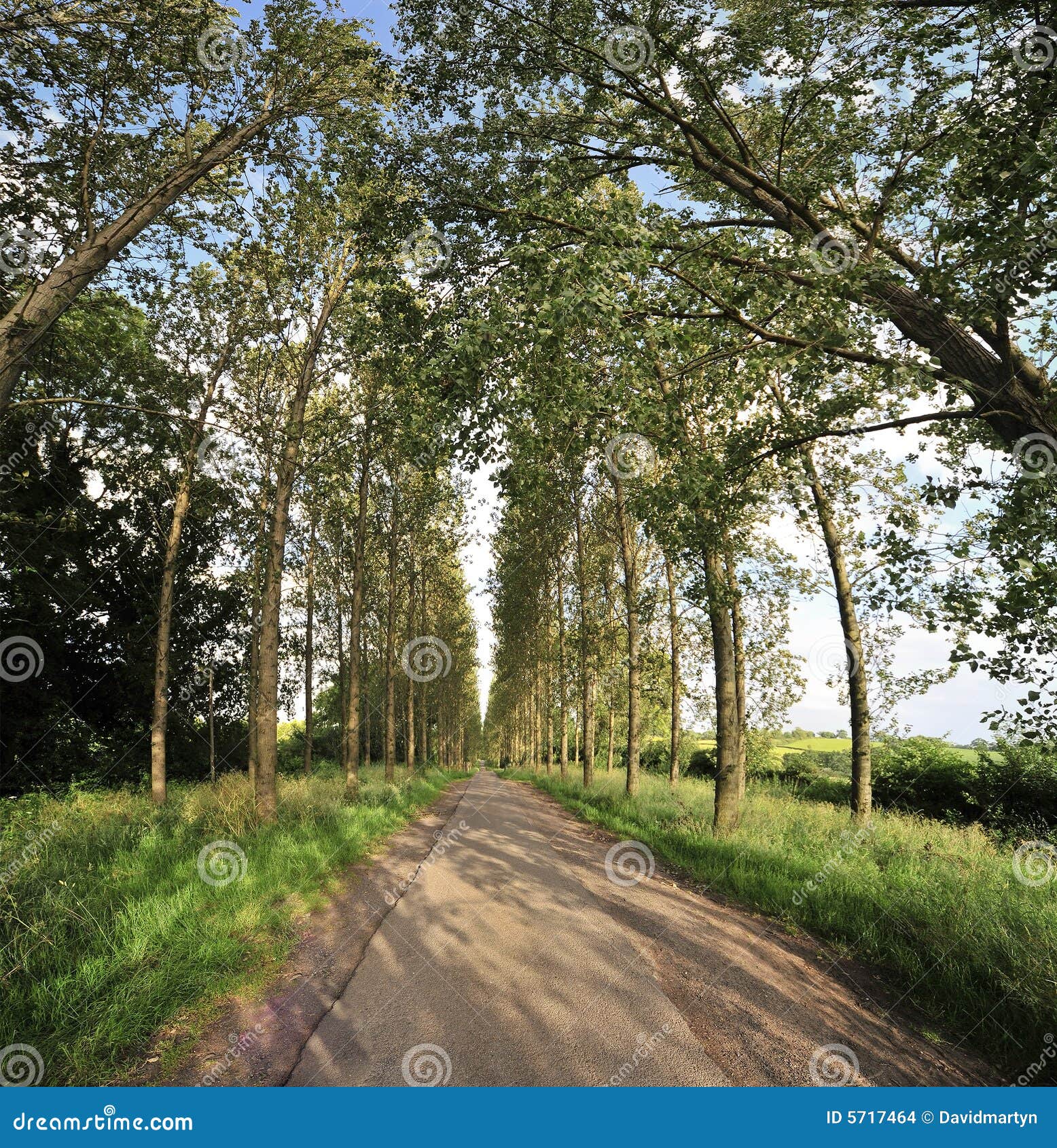 Trees stock photo. Image of common, midlands, bridleway - 5717464