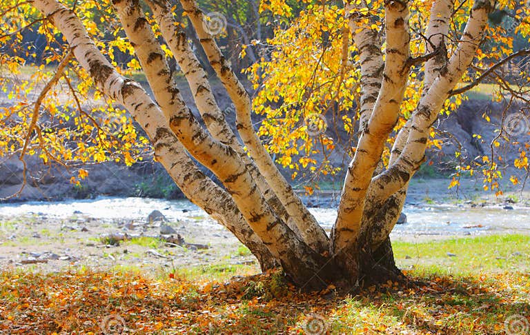 Autumn Birch Trees in Prairie Stock Photo - Image of landscape, autumn ...