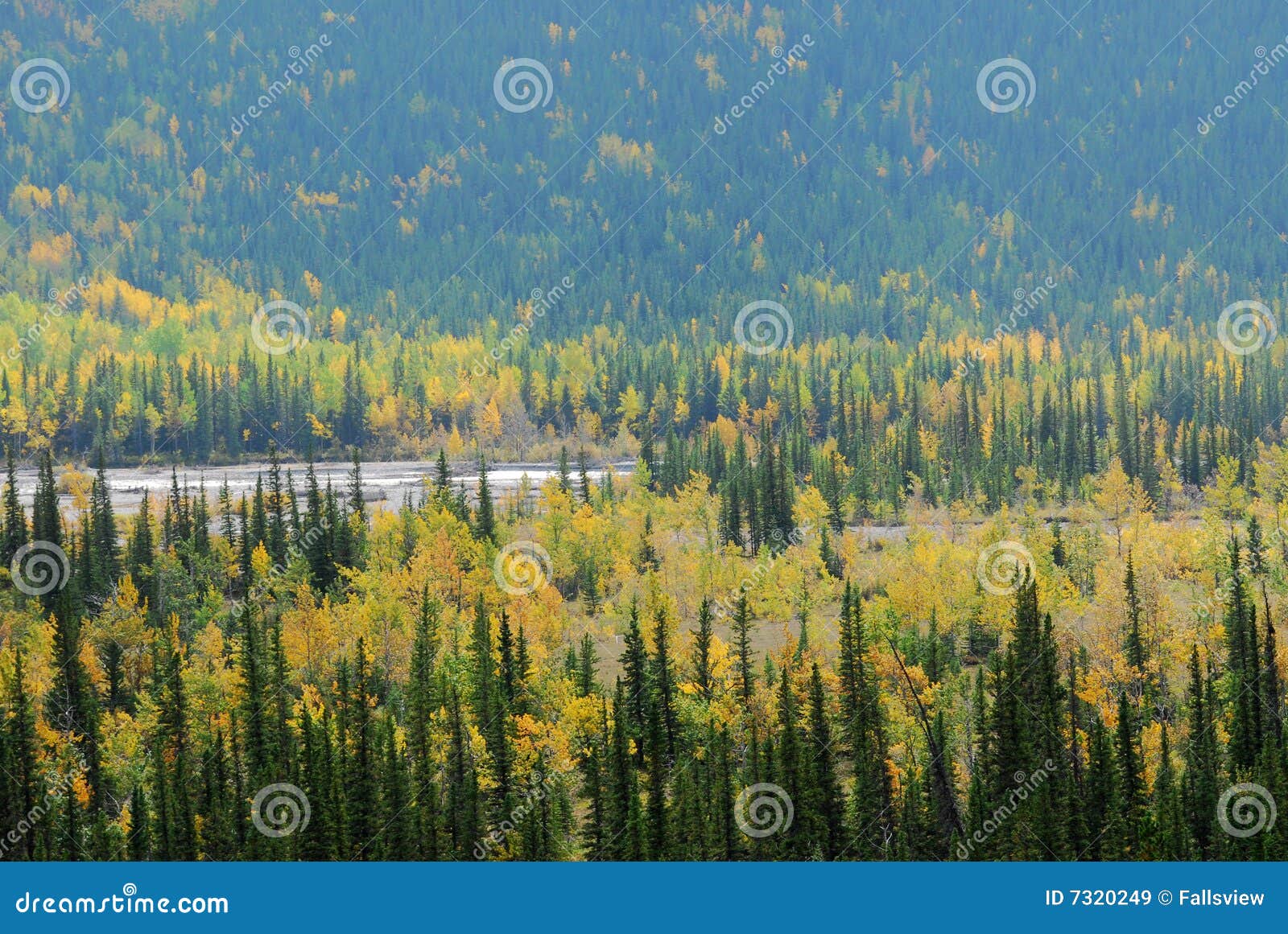Trees stock image. Image of fall, alberta, hill, hillside - 7320249