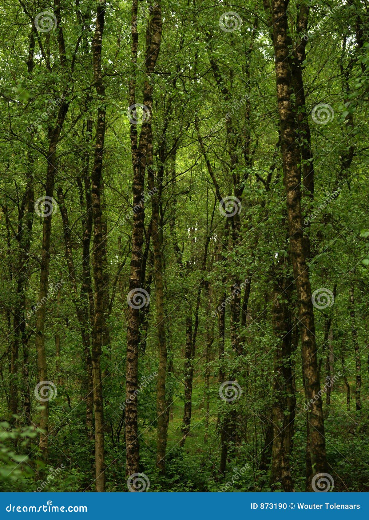 Trees stock photo. Image of woodland, forest, narrow, branch - 873190