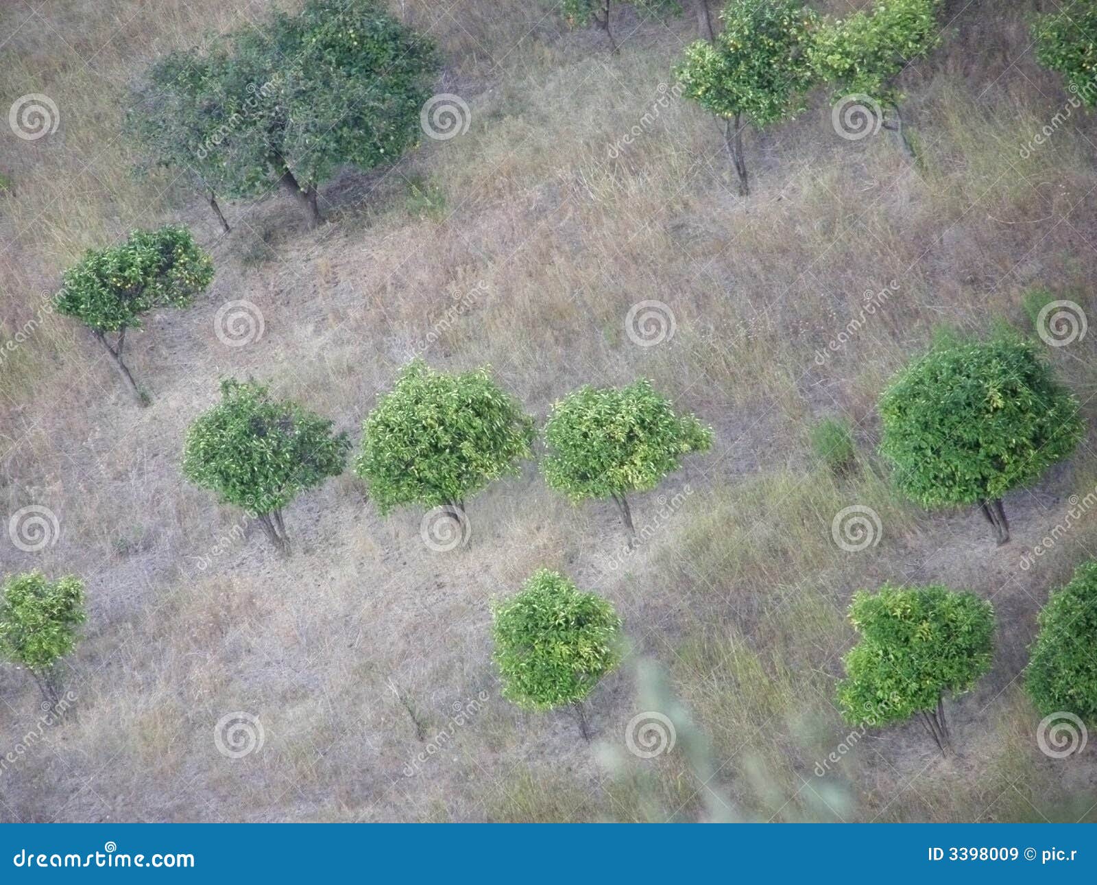 Trees from above stock image. Image of landscape, birds - 3398009