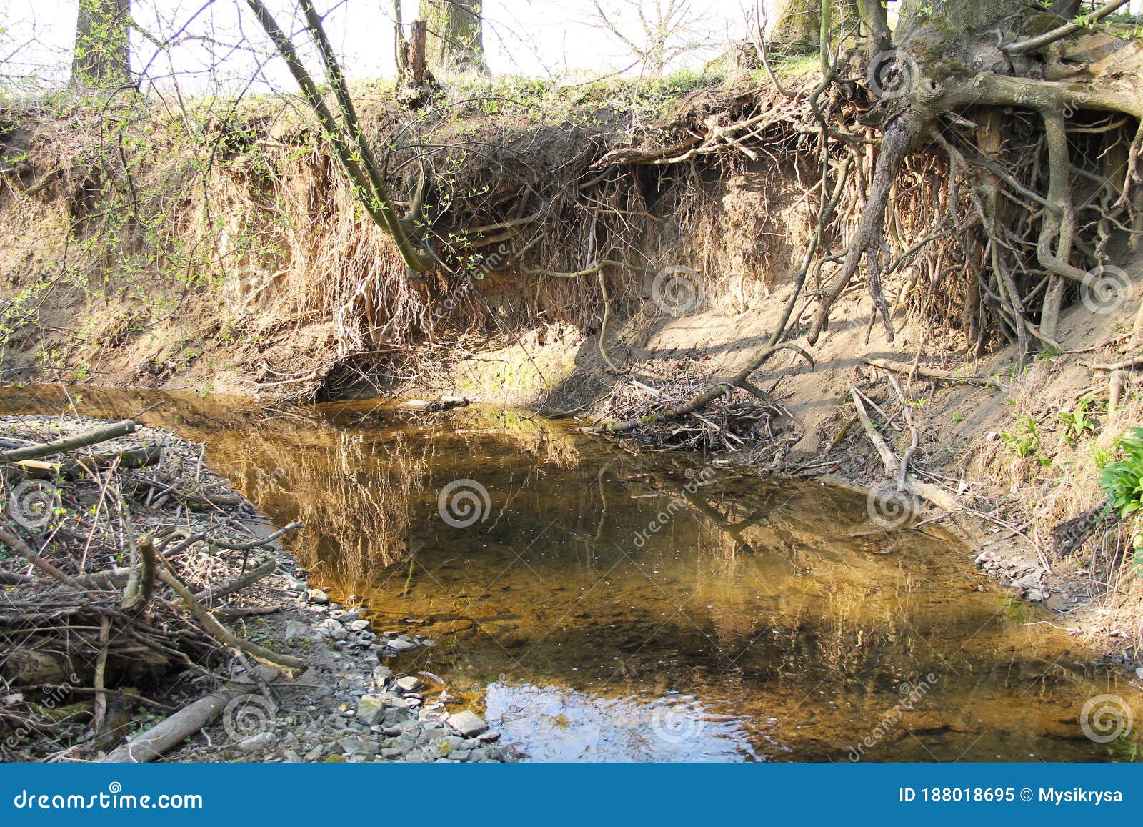 Trees above the brook stock image. Image of tree, stream - 188018695