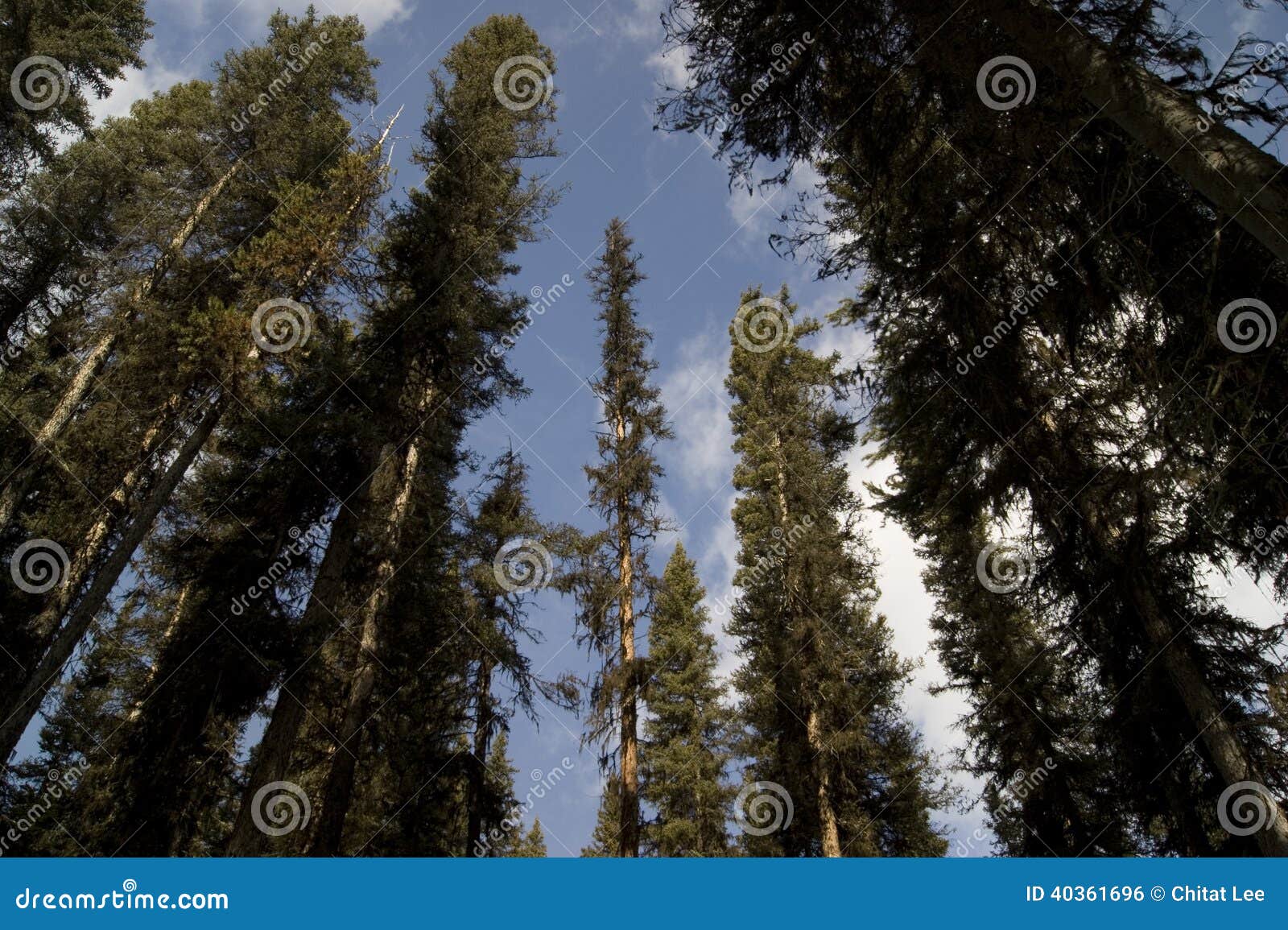 Trees Above stock photo. Image of canopy, national, banff - 40361696