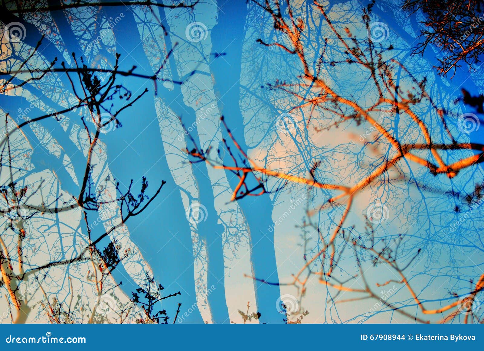 Trees. Abstract photo. stock photo. Image of tree, black - 67908944