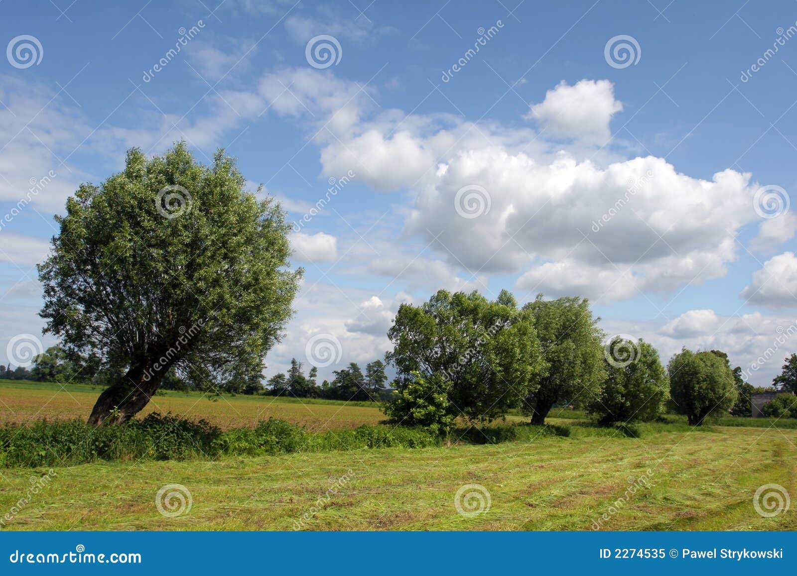 Trees on the acre stock image. Image of branches, cloud - 2274535