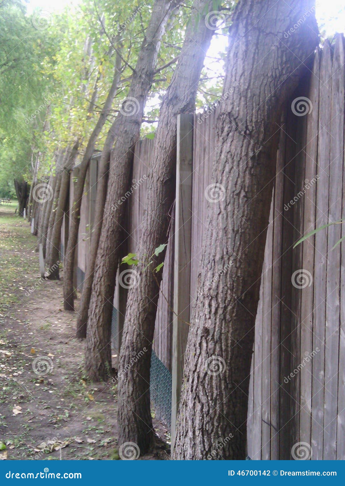 Trees Adaptation is so Incredible Stock Photo - Image of adaptation ...
