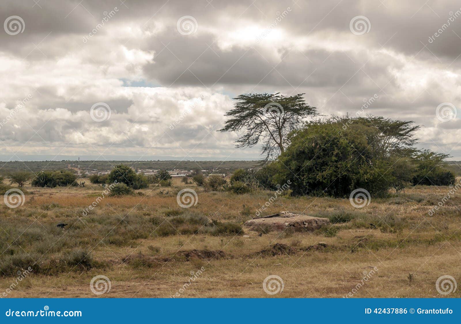 Trees in the African Savannah Stock Photo - Image of environmental ...