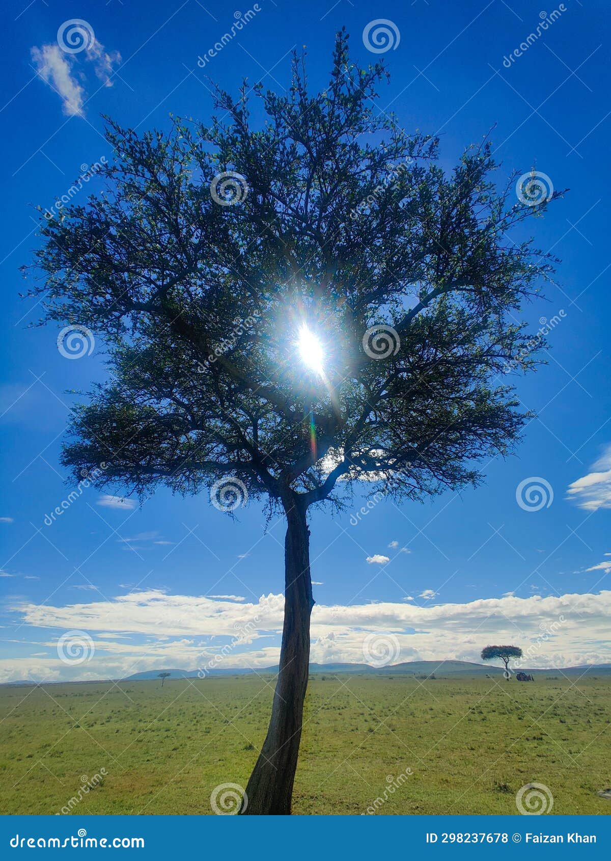 Trees in the African Savannah Stock Photo - Image of blue, sunlight ...