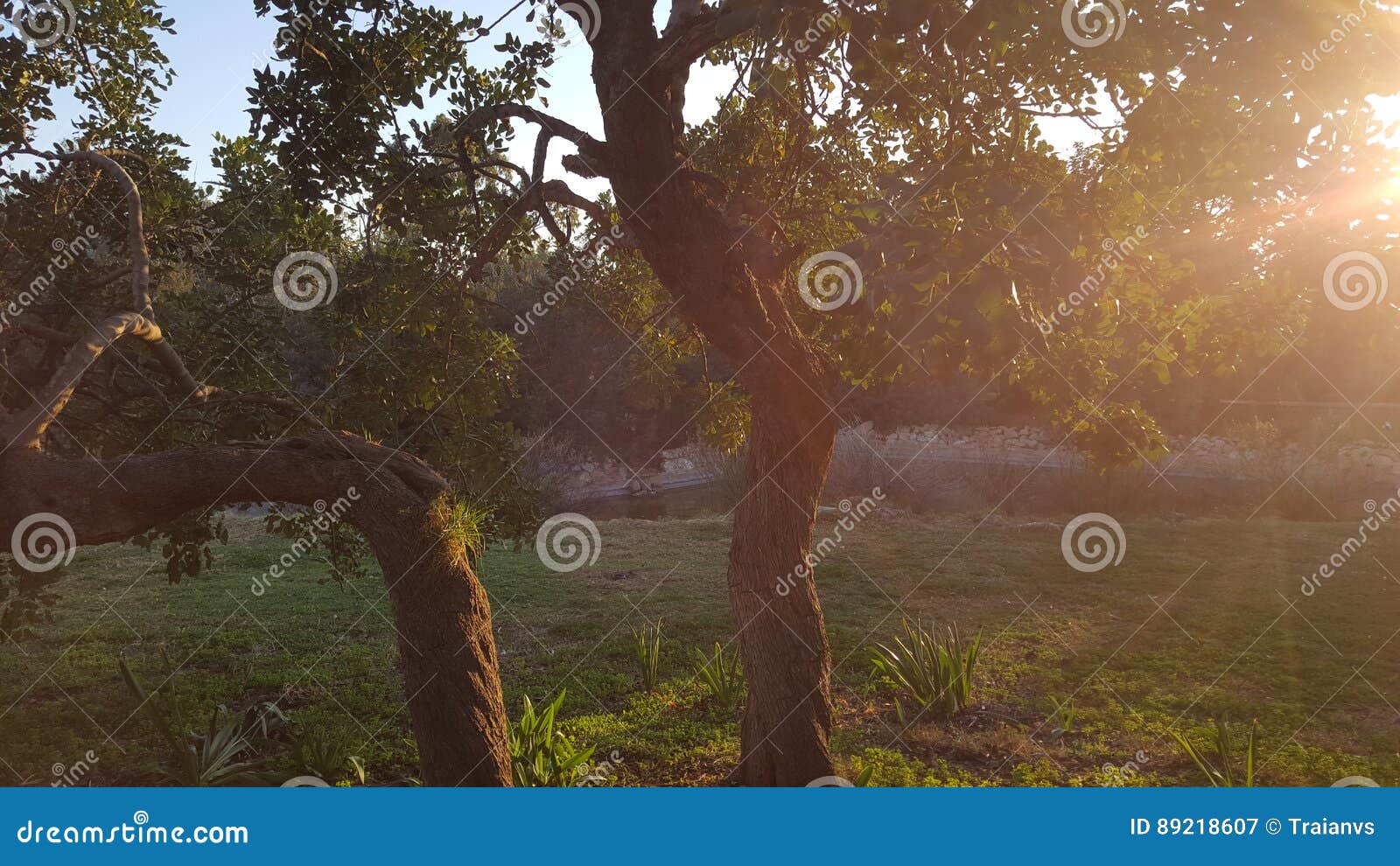 Trees in the Afternoon Light Stock Image - Image of sunrise, travel ...