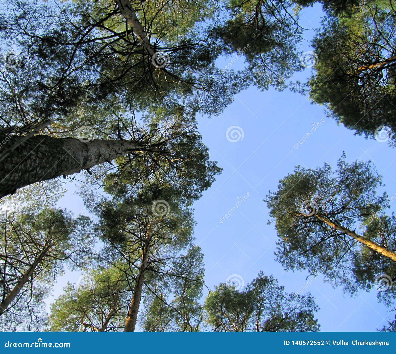 Trees against blue sky stock photo. Image of plant, canopy - 140572652