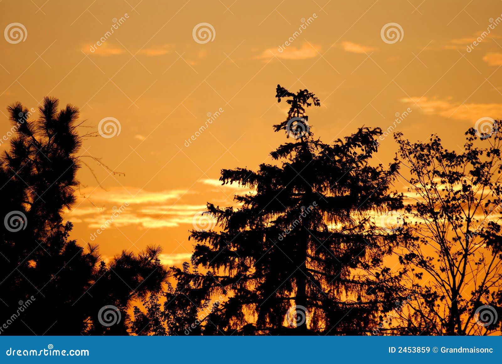 Trees Against a Golden Sunset Stock Image - Image of tree, bright: 2453859