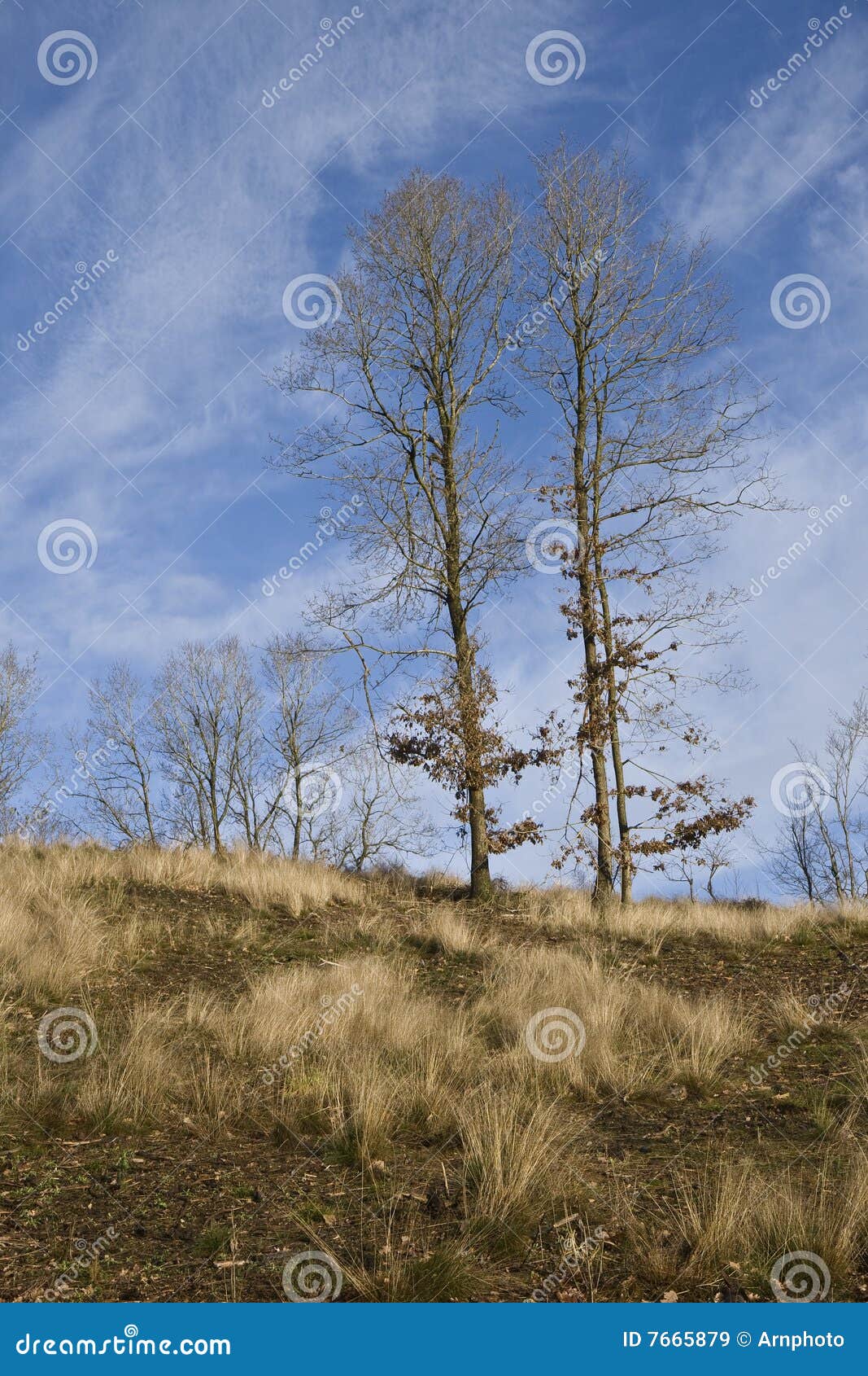 Trees against the Sky stock image. Image of grey, landscape - 7665879