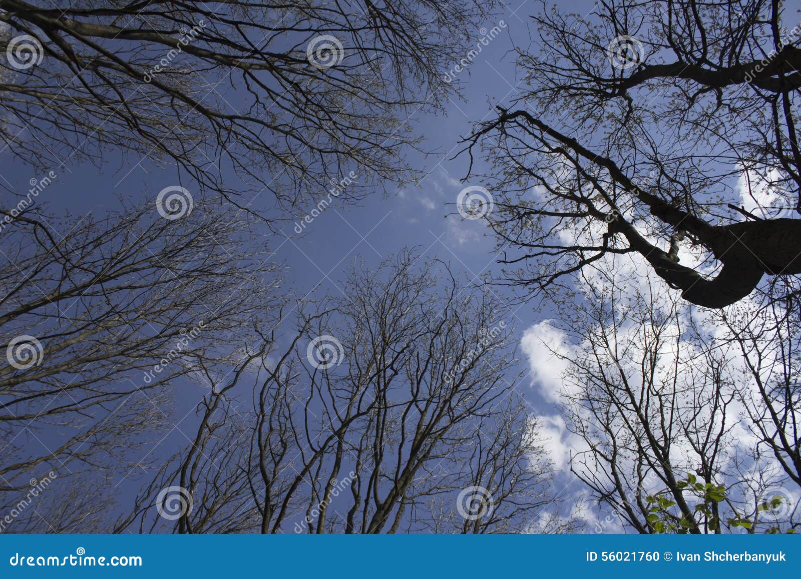 The trees against the sky stock photo. Image of background - 56021760