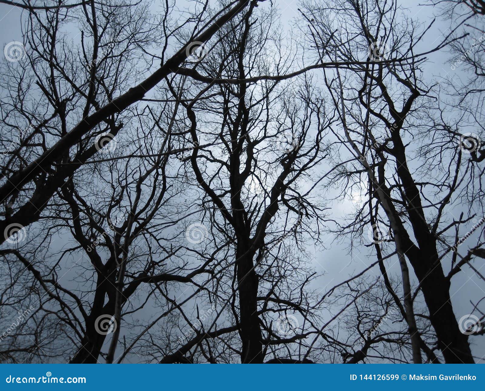 Trees against the sky stock image. Image of blue, mafic - 144126599