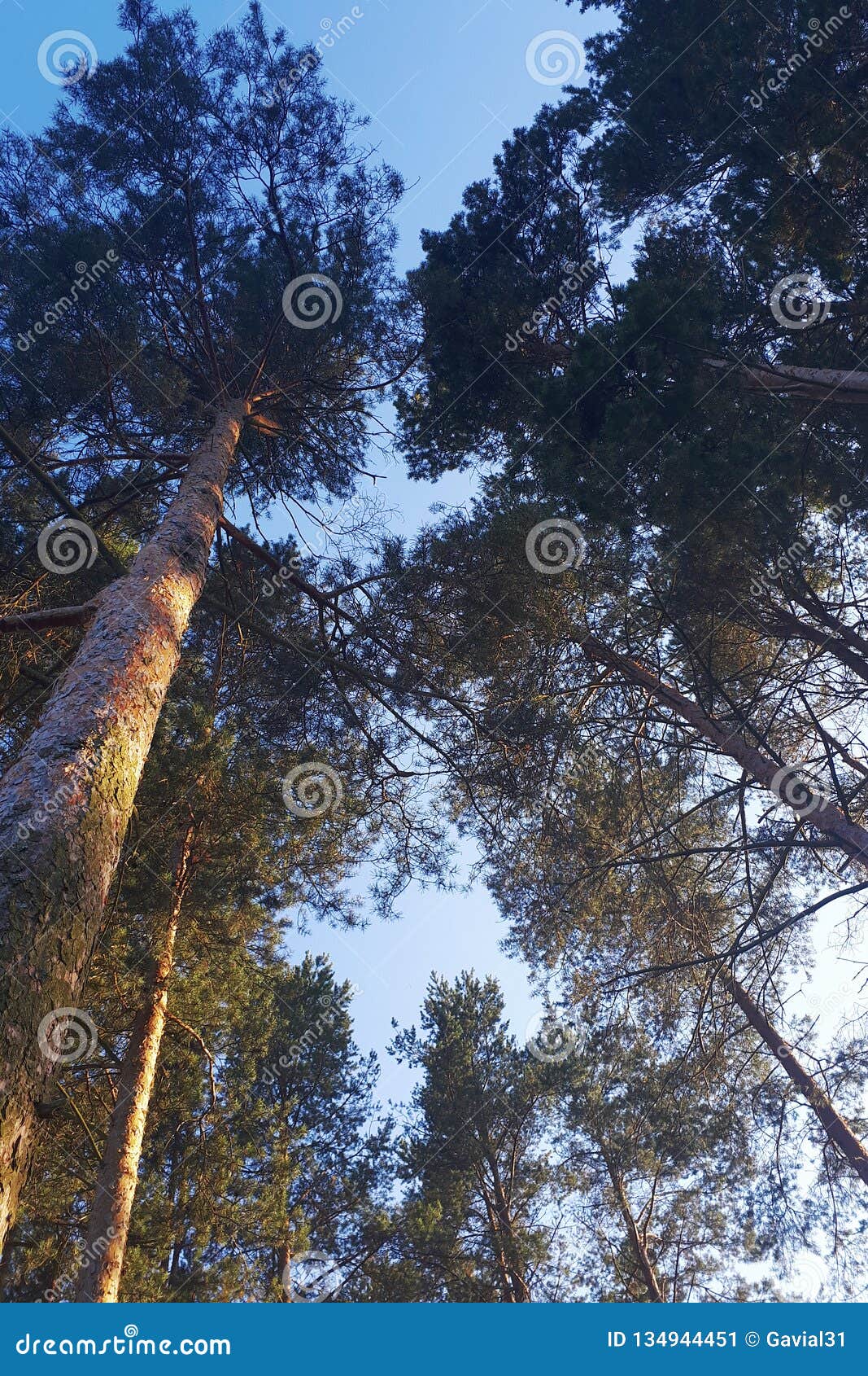 Trees against the sky stock image. Image of beauty, large - 134944451