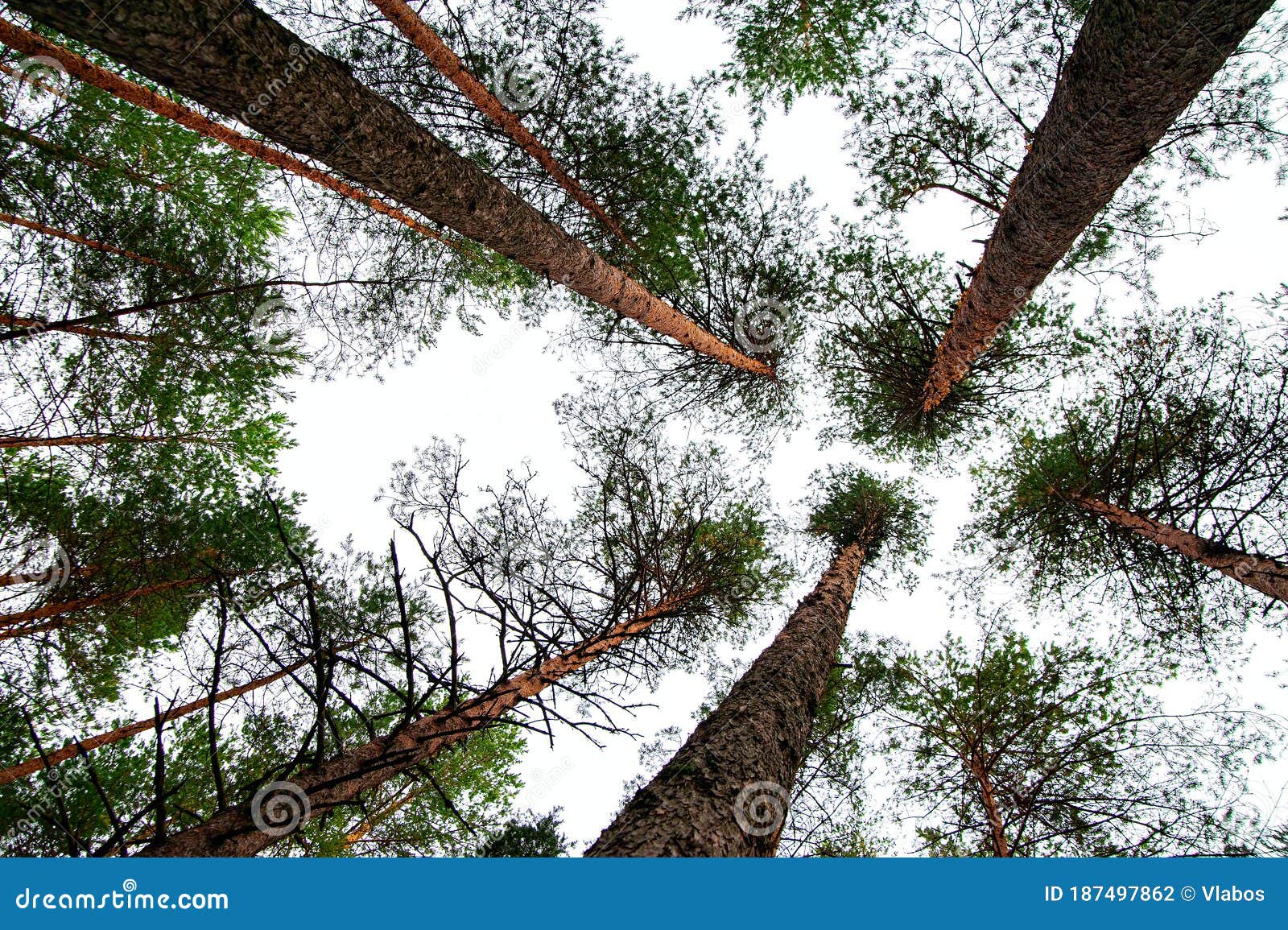 Trees Against the Sky, View from Below. Tall Pine Trees in the Forest ...