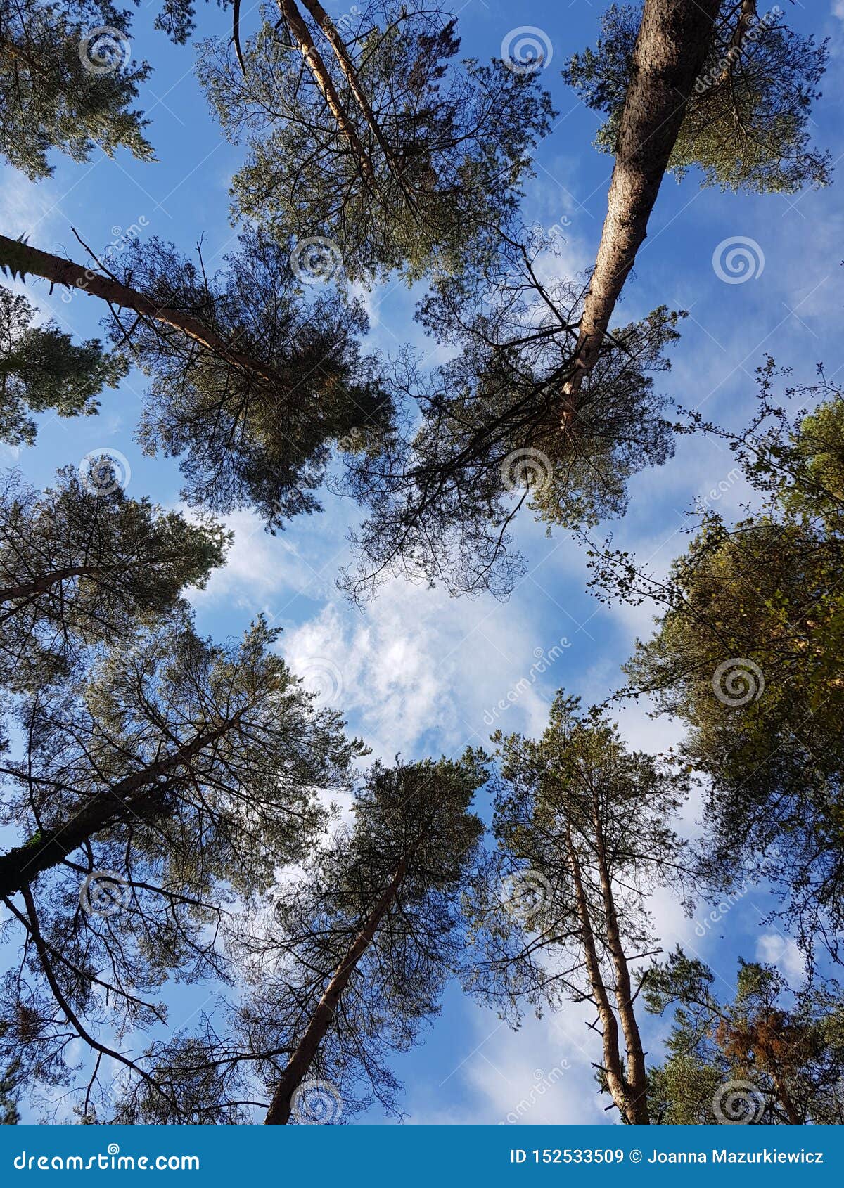 Trees agaist blue sky stock image. Image of nature, blue - 152533509
