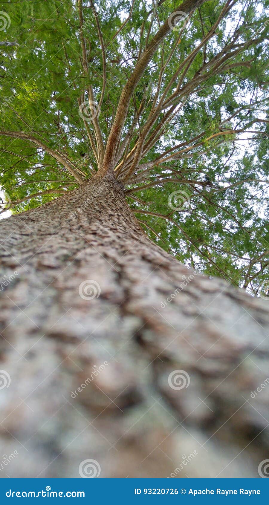 Trees of Alabama stock photo. Image of nature, trees - 93220726