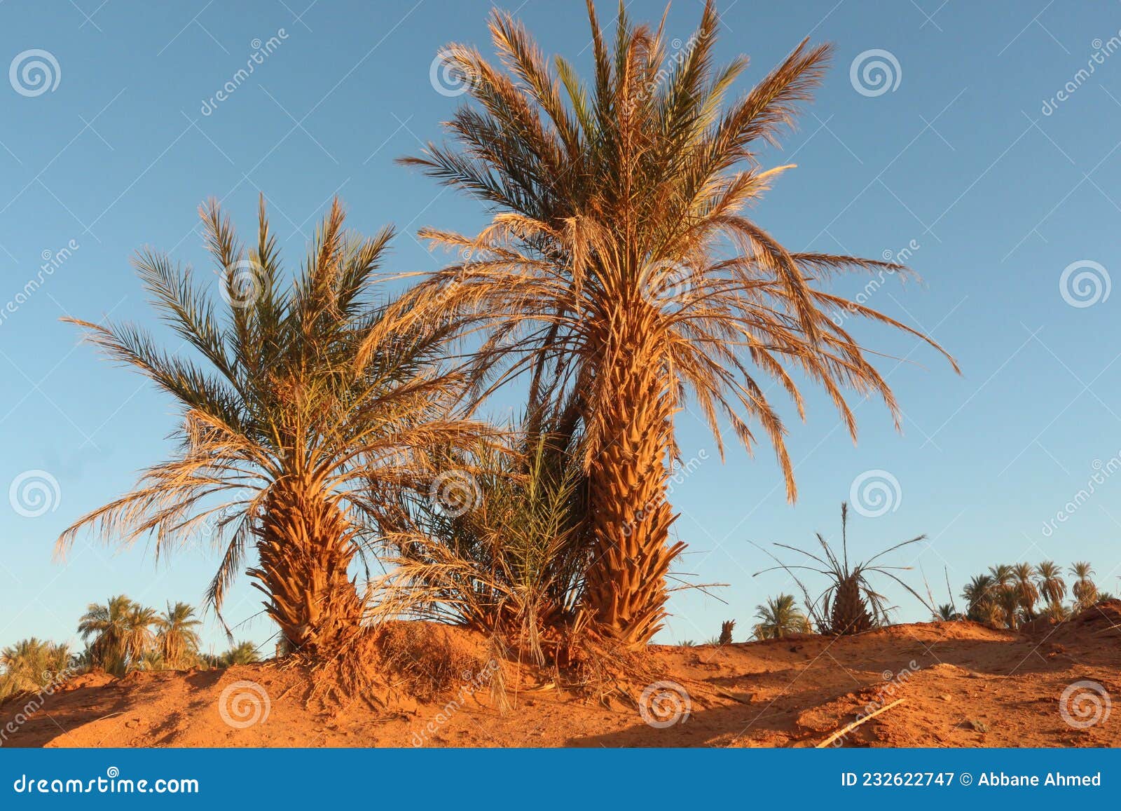 Trees in the Algeria Desert with Natural Light Stock Image - Image of ...