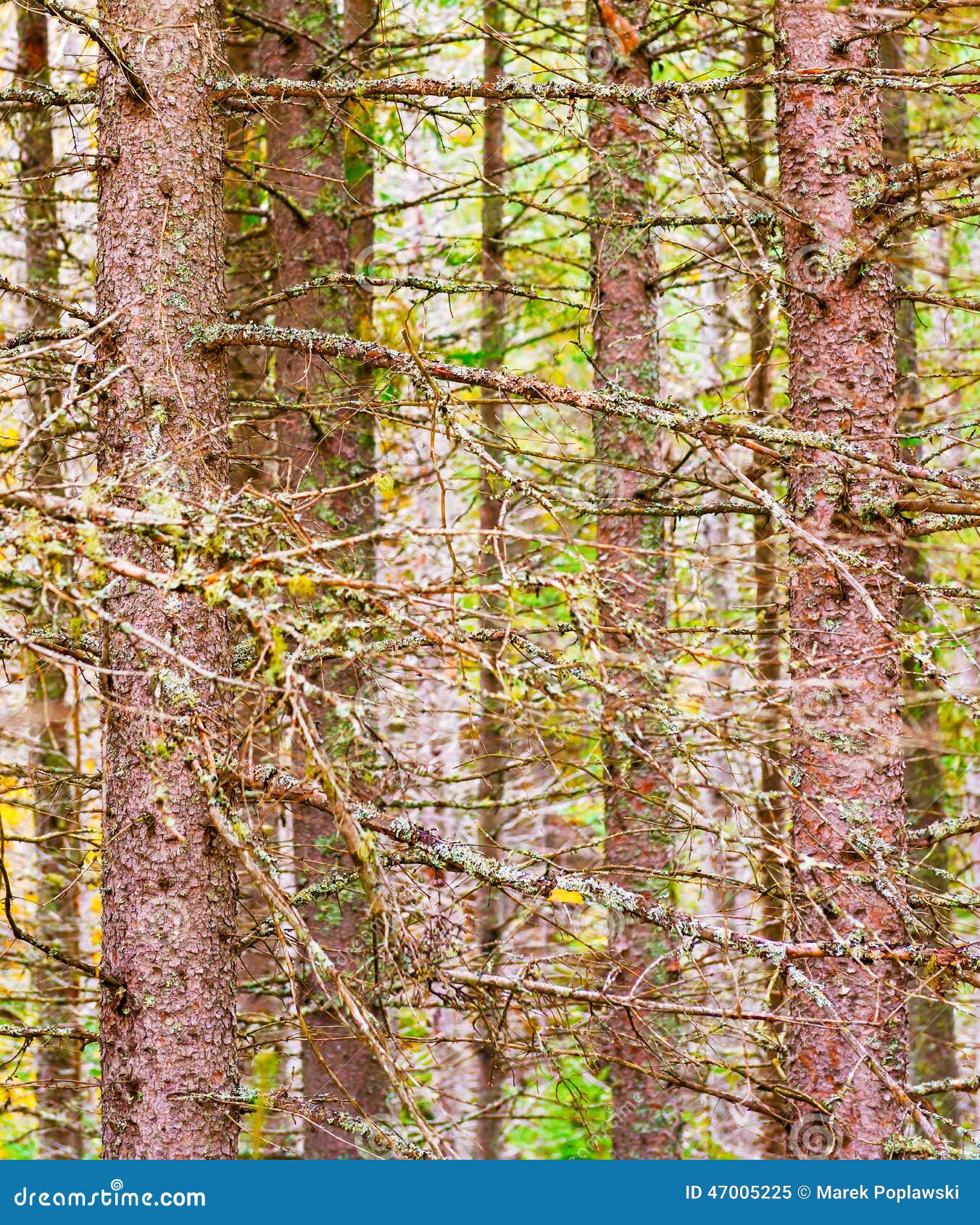 Trees Algonquin Park, Ontario, Canada. Stock Image - Image of wood ...