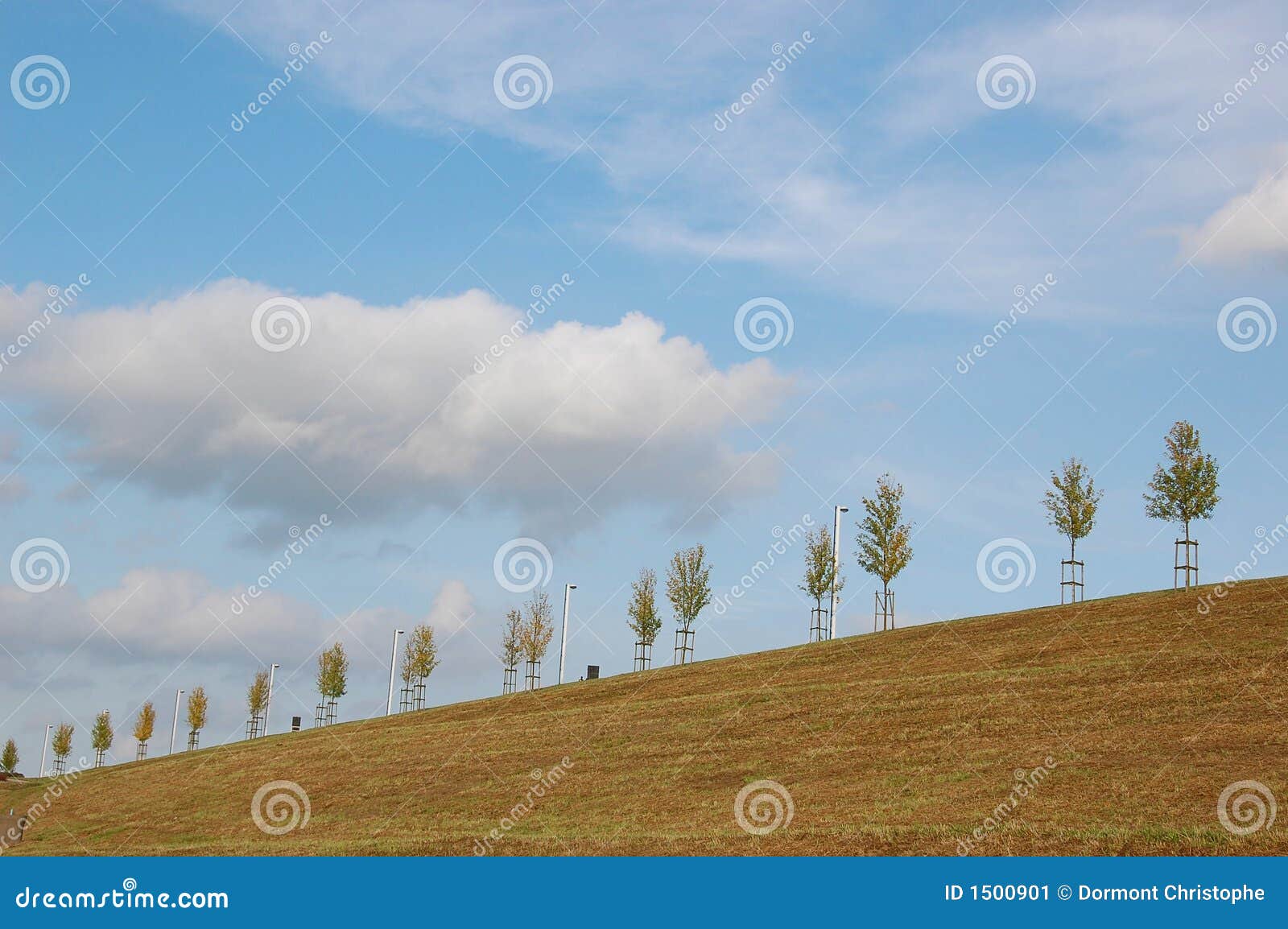 Trees Aligned Picture. Image: 1500901