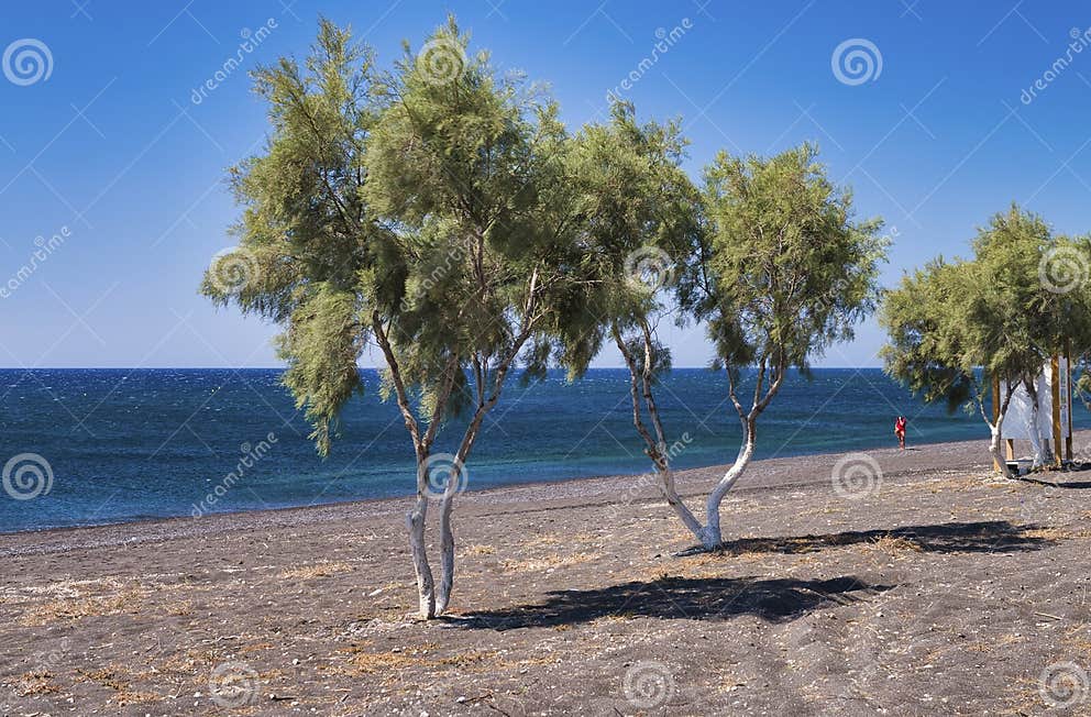 Trees aligned on the beach stock image. Image of landscape - 149157831