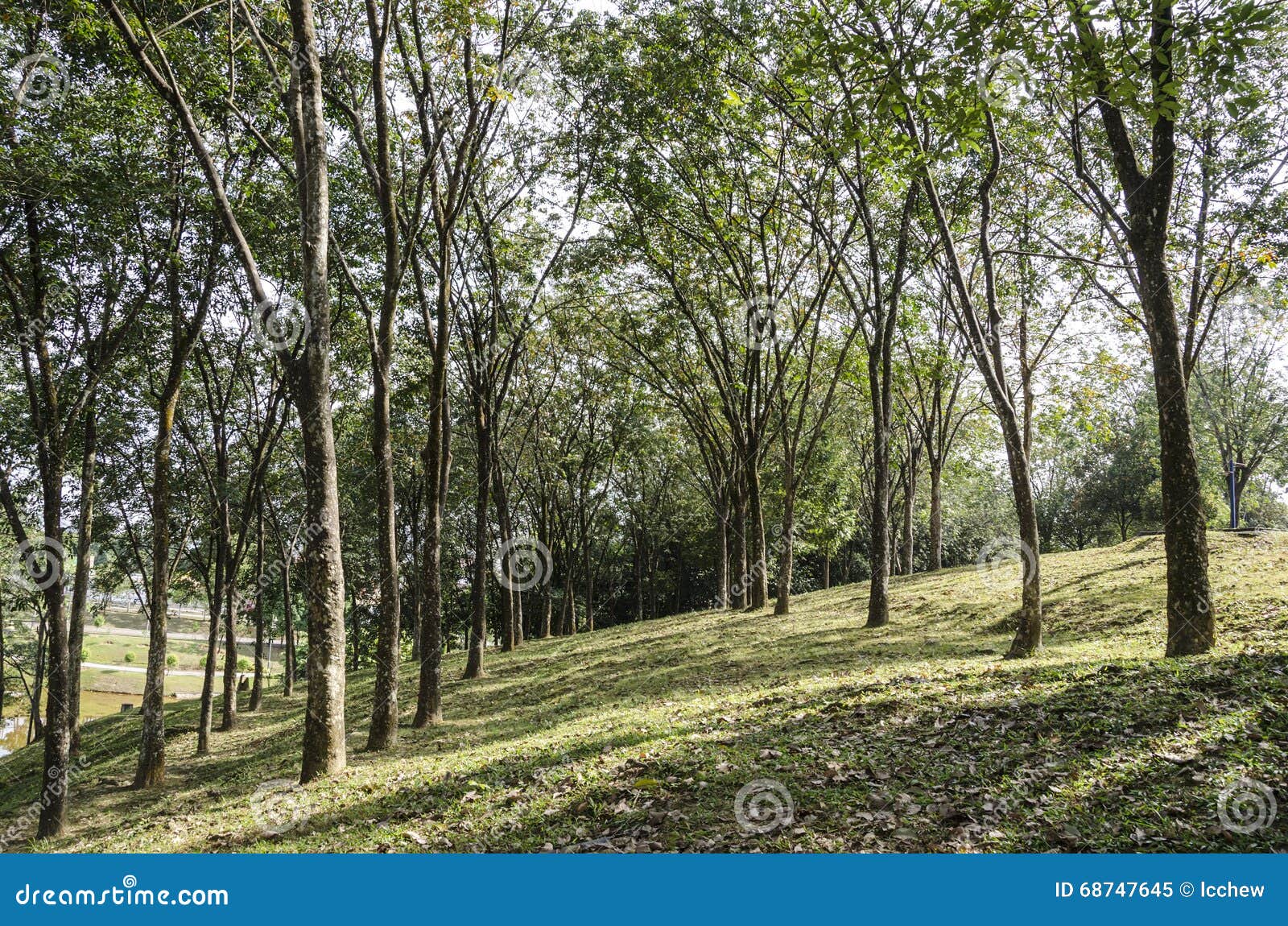 Trees Aligned in Tropical Forrest - Stock Image - Image of blurry, leaf ...