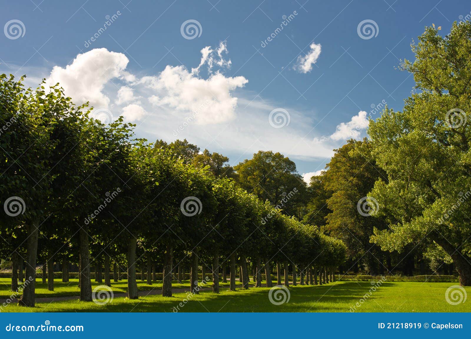 Trees alignement stock image. Image of sunny, order, trees - 21218919