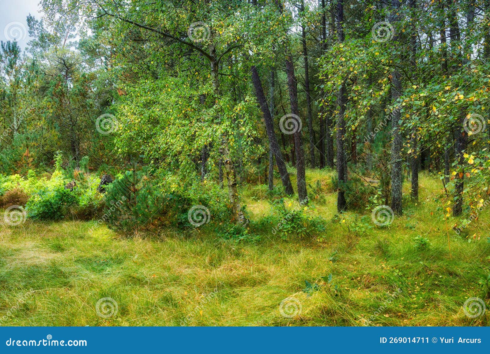 Trees of All Types and Seasons. a Beautiful World of Differences. Trees ...