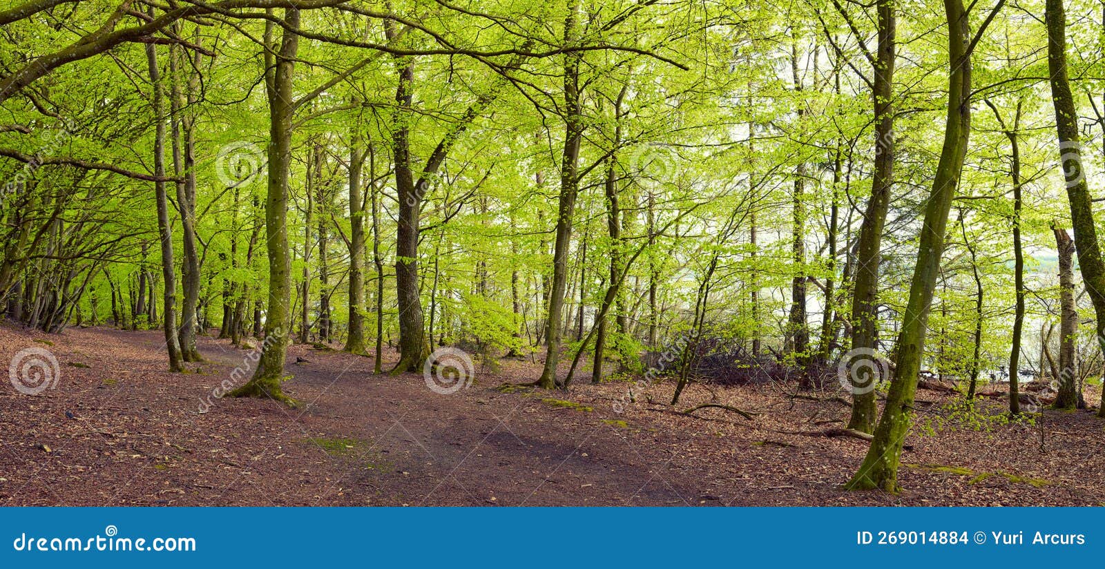 Trees of All Types and Seasons. a Beautiful World of Differences. Trees ...