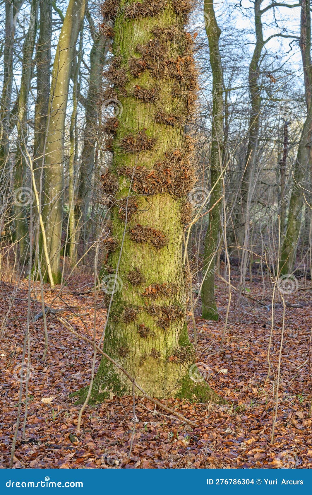 Trees of All Types and Seasons. a Beautiful World of Differences. Trees ...