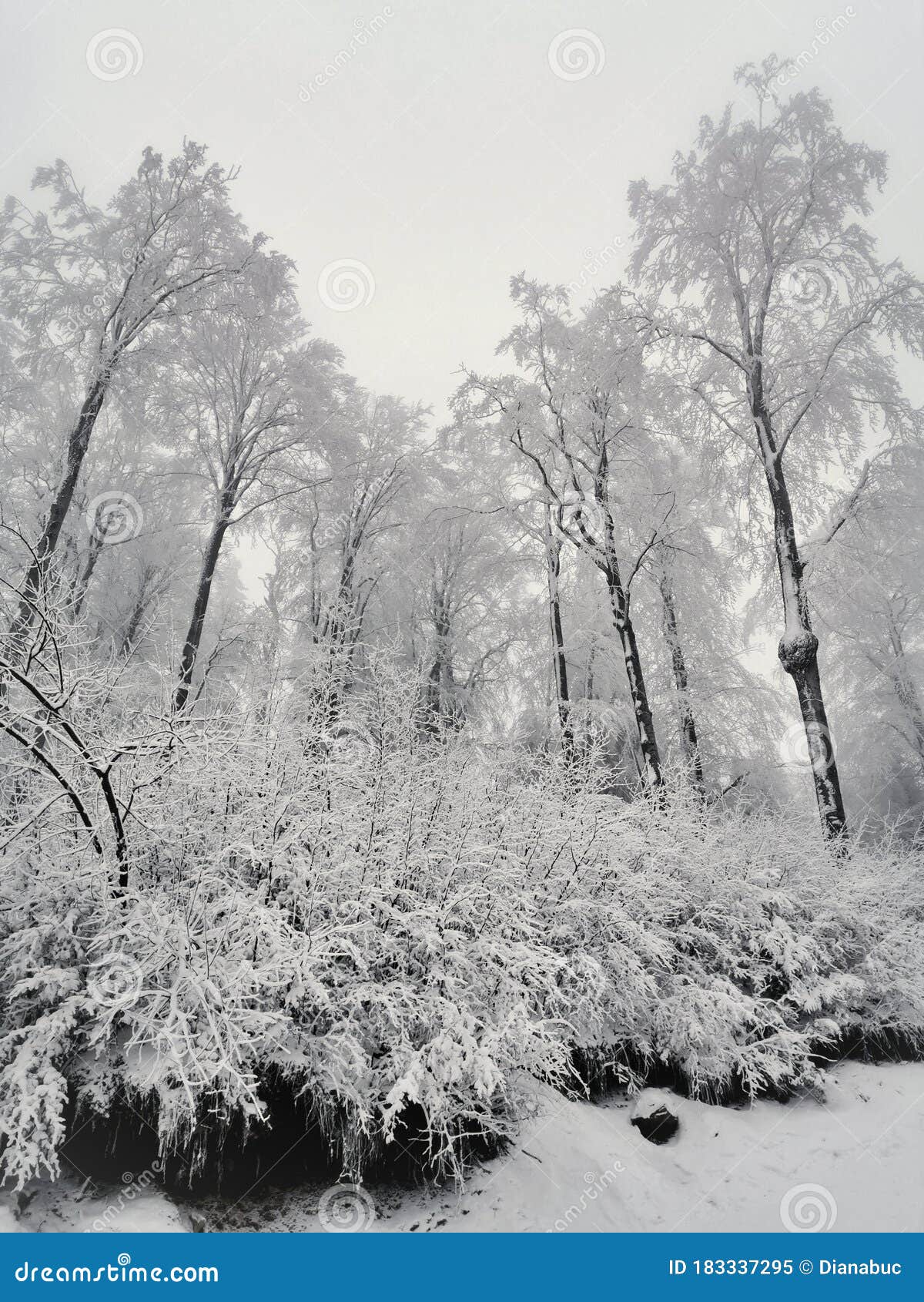 Trees alone with snow stock image. Image of tree, winter - 183337295