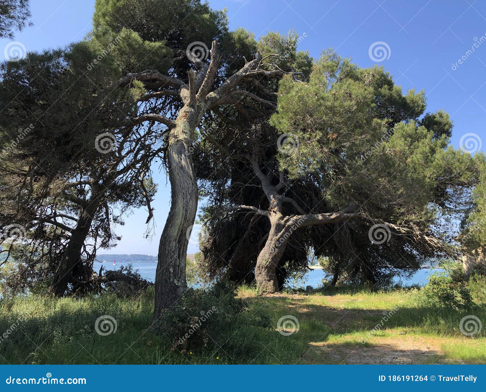 Trees along the coast stock photo. Image of europe, landscape - 186191264