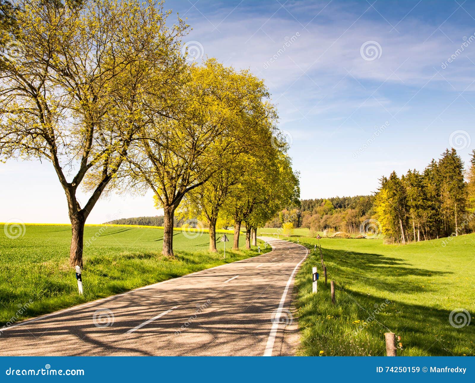 Trees along a country road stock image. Image of lane - 74250159
