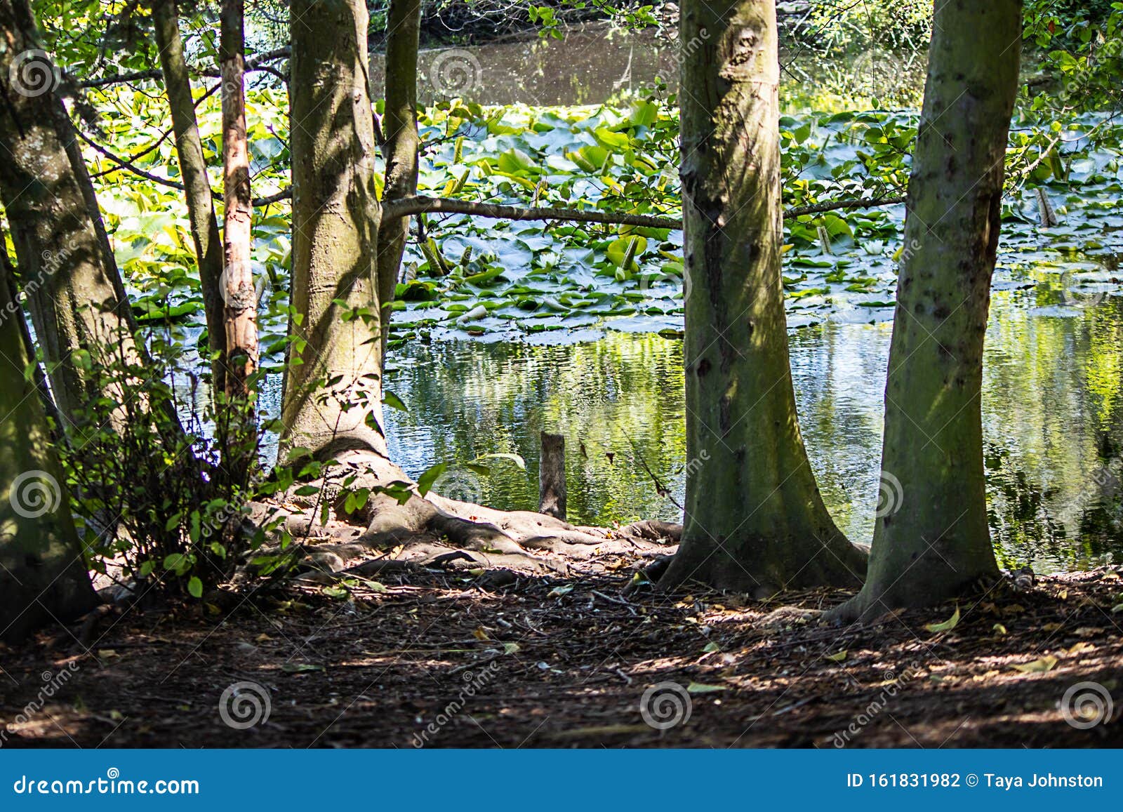 Trees Along the Edge of Small Pond in Afternoon Stock Photo - Image of ...