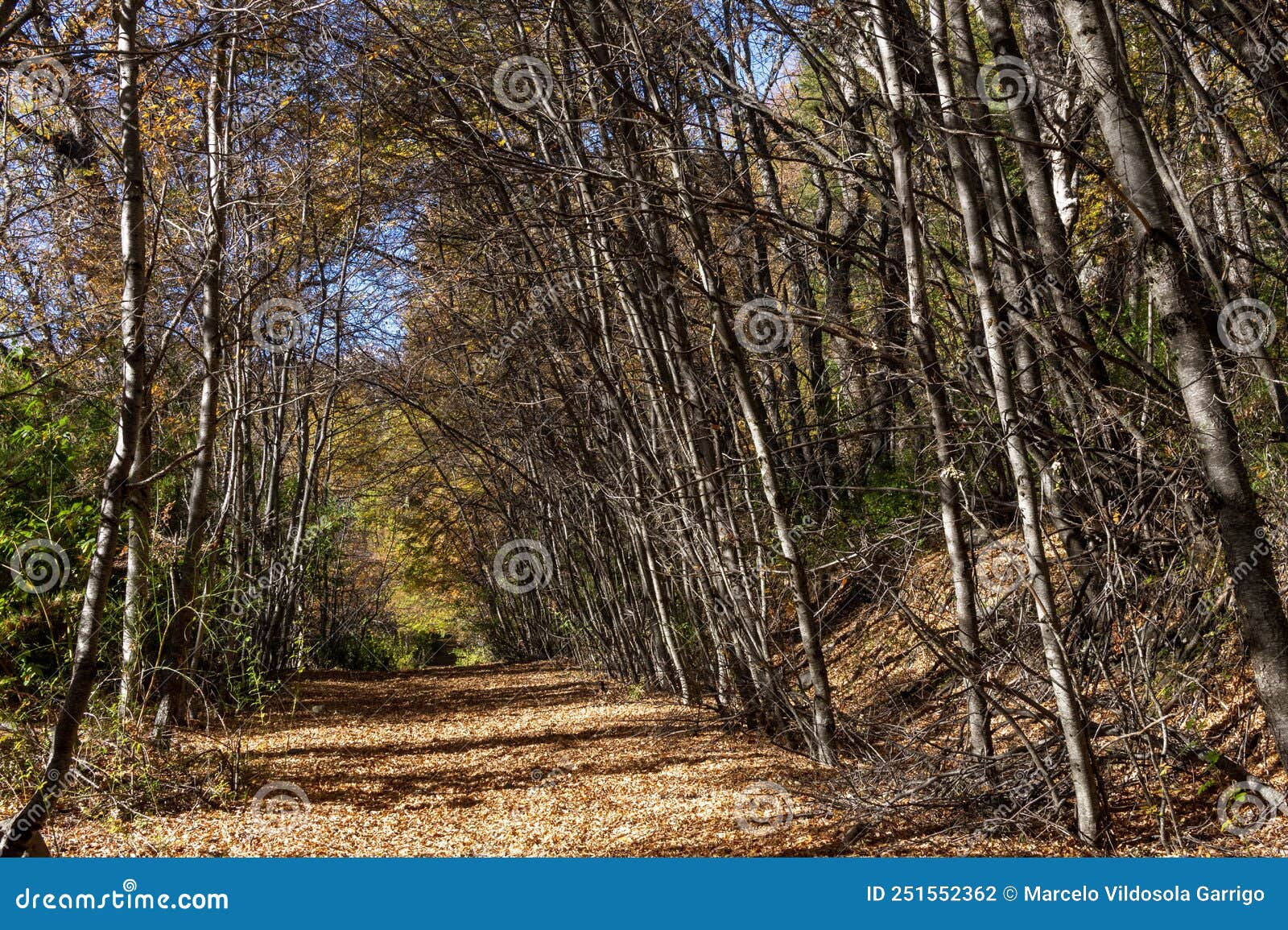 Trees Along the Path Point the Way Stock Photo - Image of forest ...