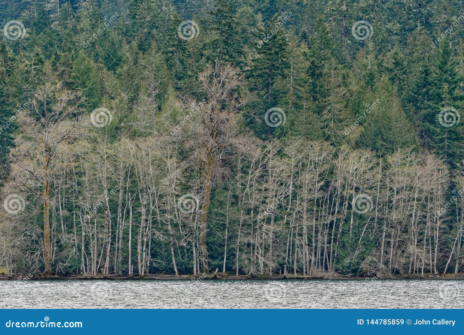 Trees Along the Lake Side stock image. Image of park - 144785859