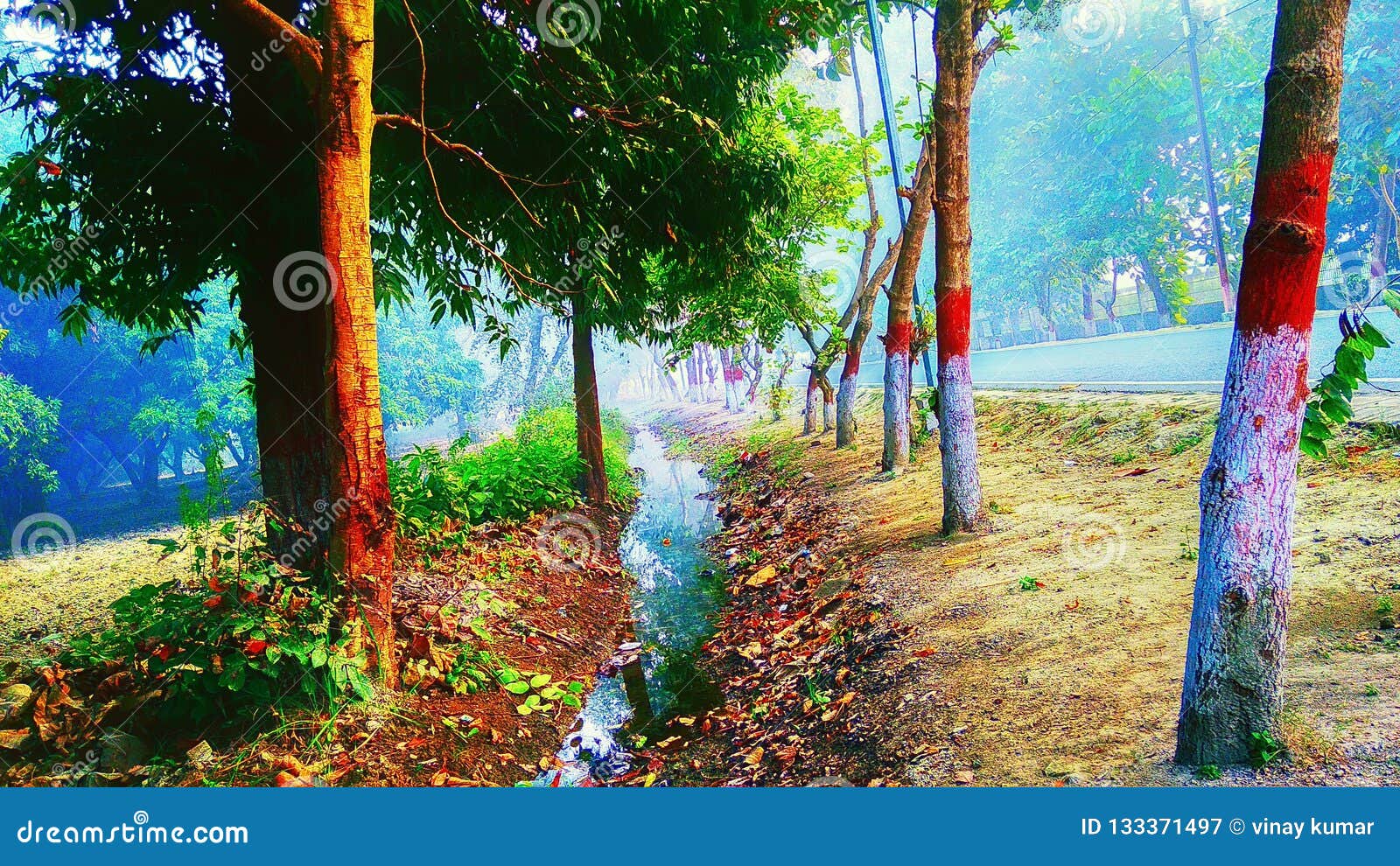 Trees along with a sewage stock image. Image of trees - 133371497