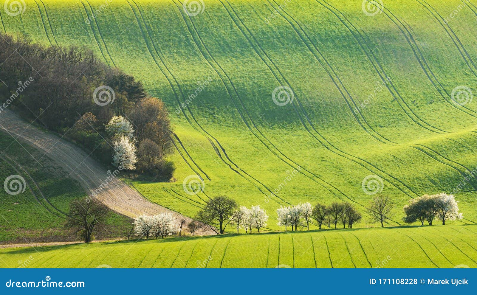 Trees Along a Path through a Rolling Spring Field with Traces of ...