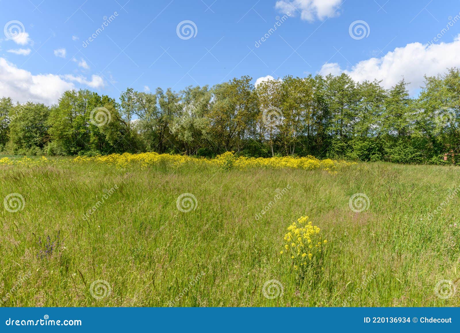 Trees Along a River in Spring Stock Photo - Image of outdoor, sunny ...