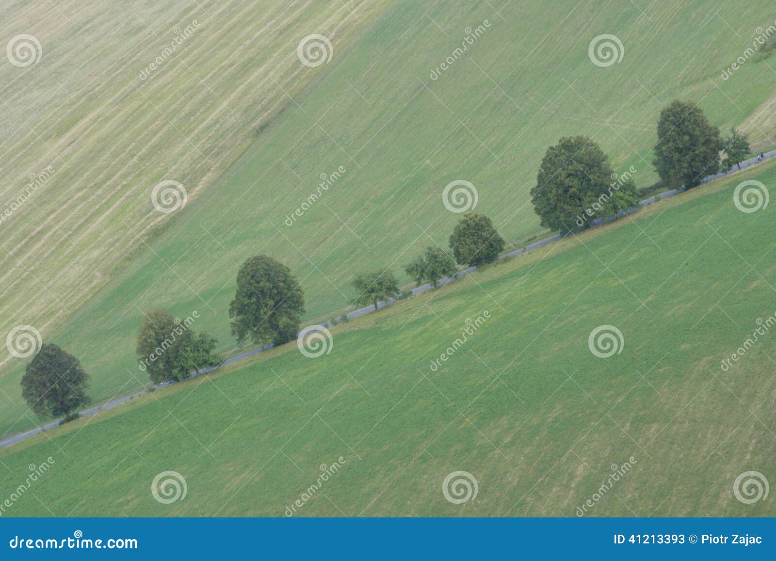 Trees along road stock image. Image of path, trees, field - 41213393