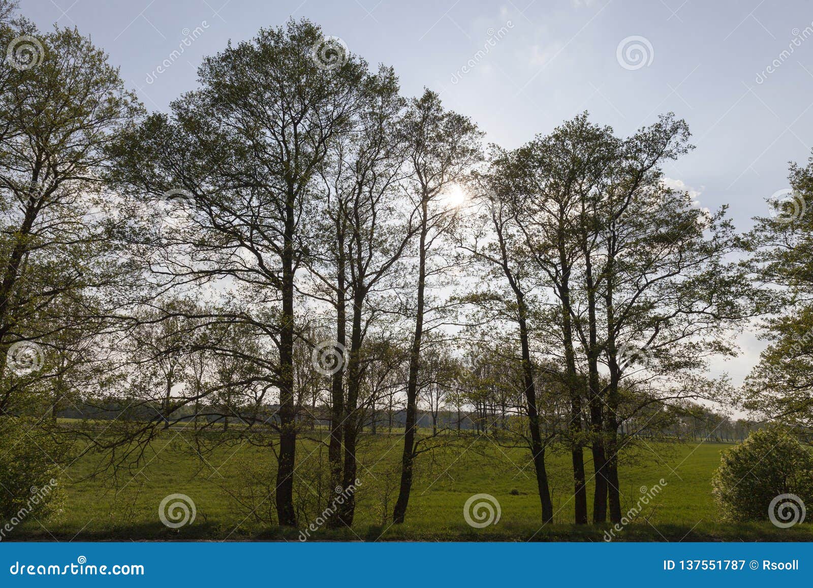 Trees along the road stock image. Image of light, grass - 137551787