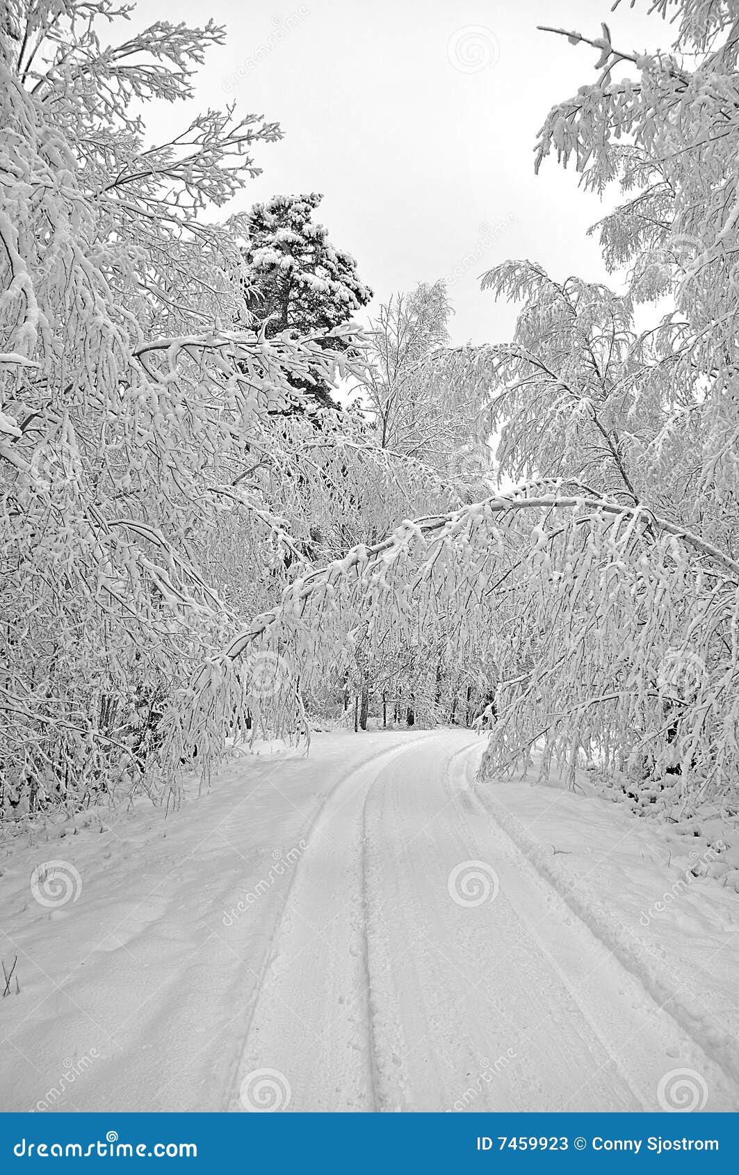 Trees along road with snow stock image. Image of frozen - 7459923