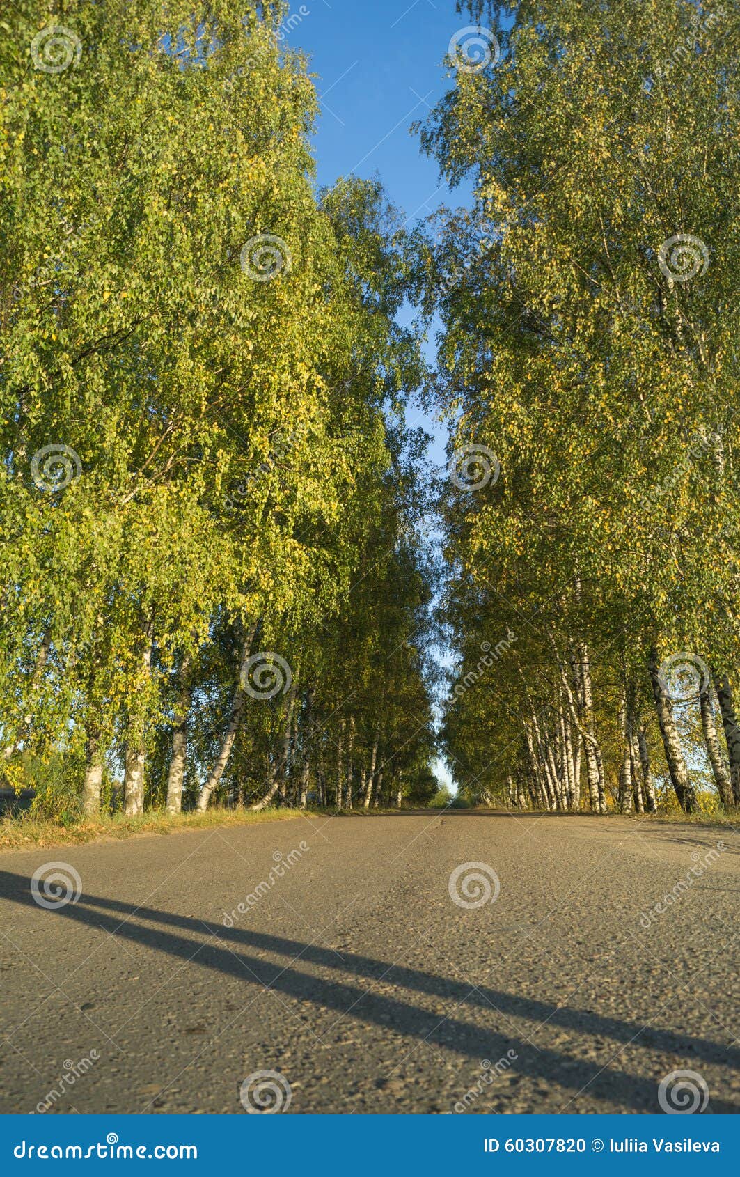 Trees along the road stock photo. Image of space, field - 60307820