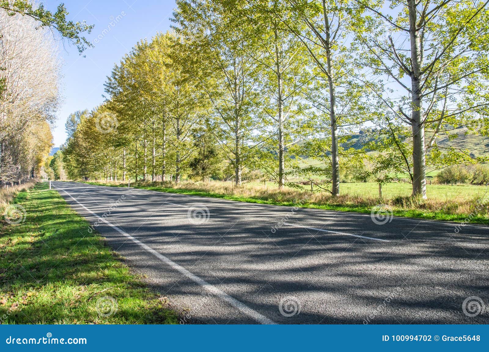 Trees Along the Road in Sunlight Stock Photo - Image of rural, scene ...