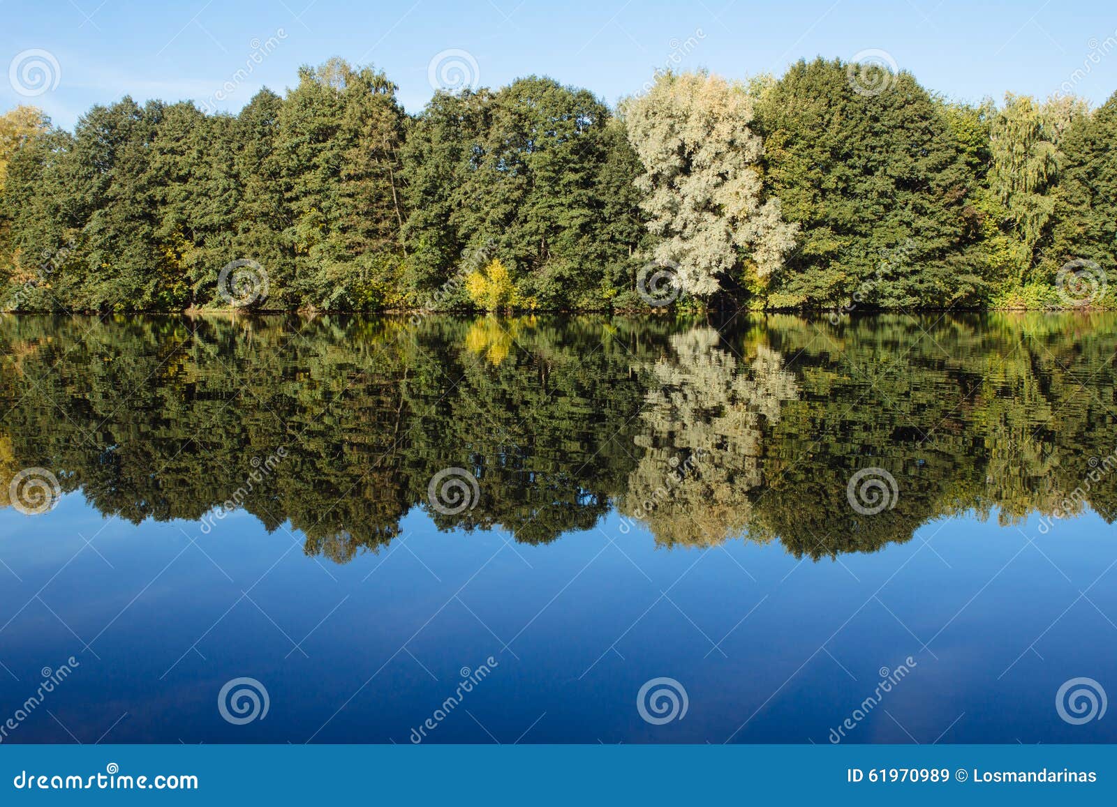 Trees along the shore stock image. Image of trees, plant - 61970989