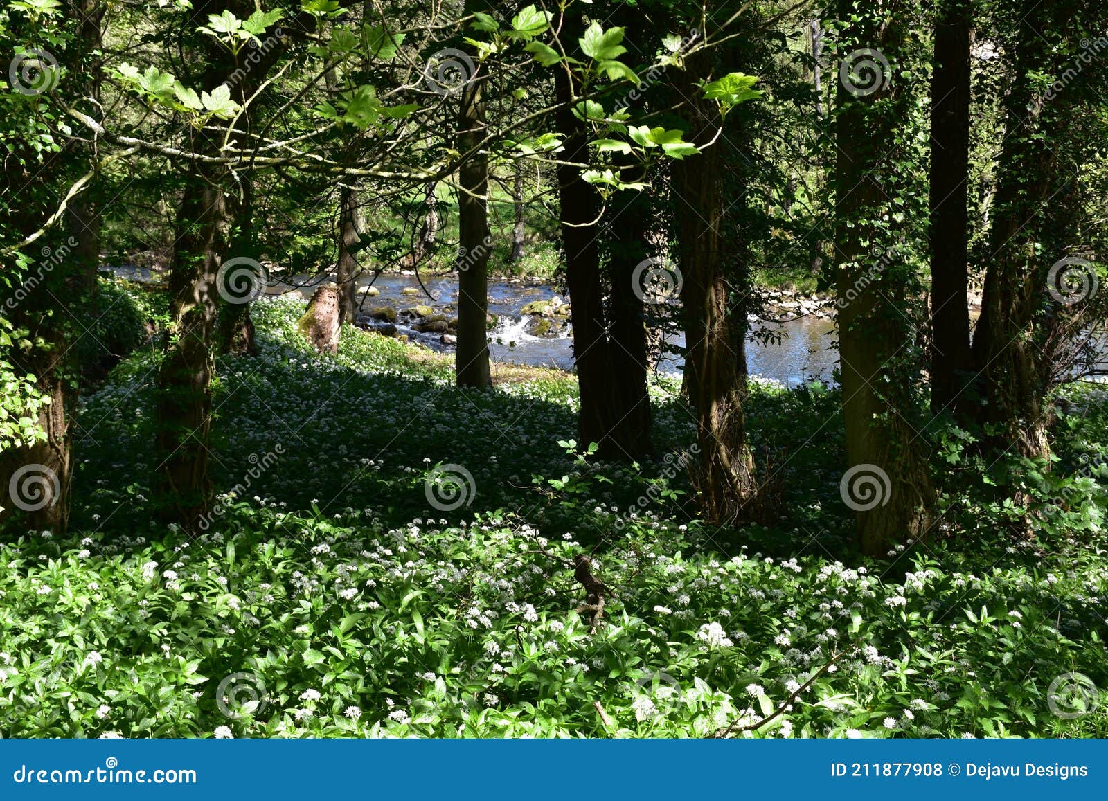 Trees Along Side of a River with Wildflowers Growing Stock Photo ...